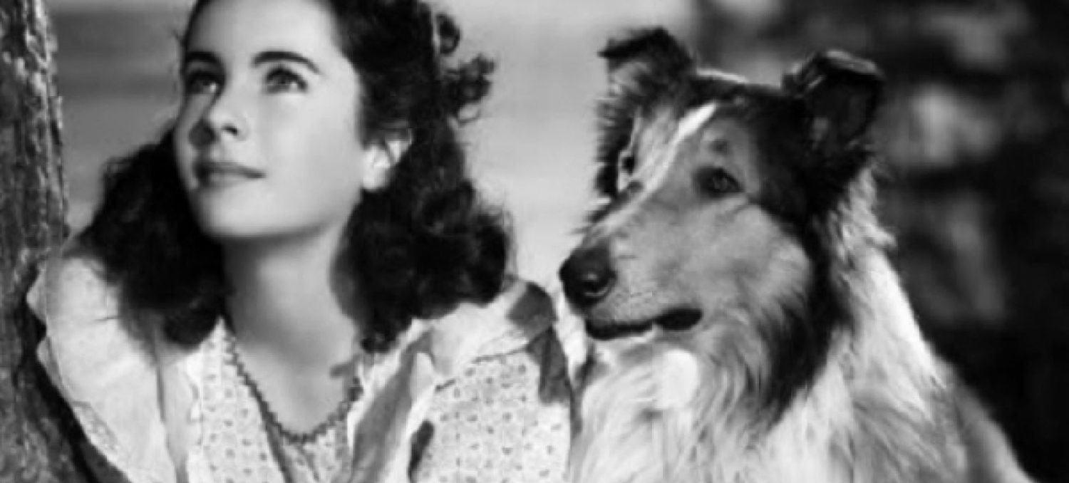 How to Work with Animals in Film - InFocus Film School